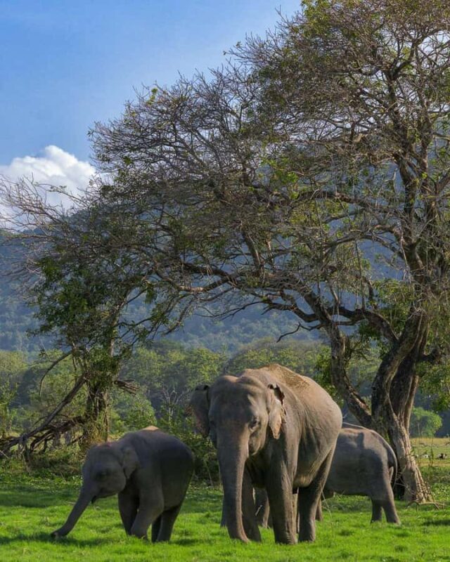 Minneriya National Park: Private Luxury Elephant Safari - Key Points