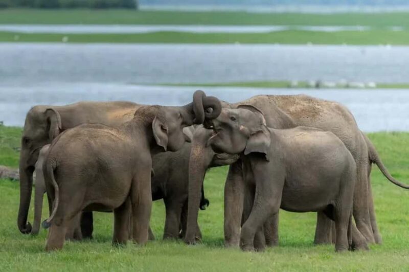Minneriya National Park: Private Luxury Elephant Safari - An In-Depth Look at the Minneriya National Park Private Safari
