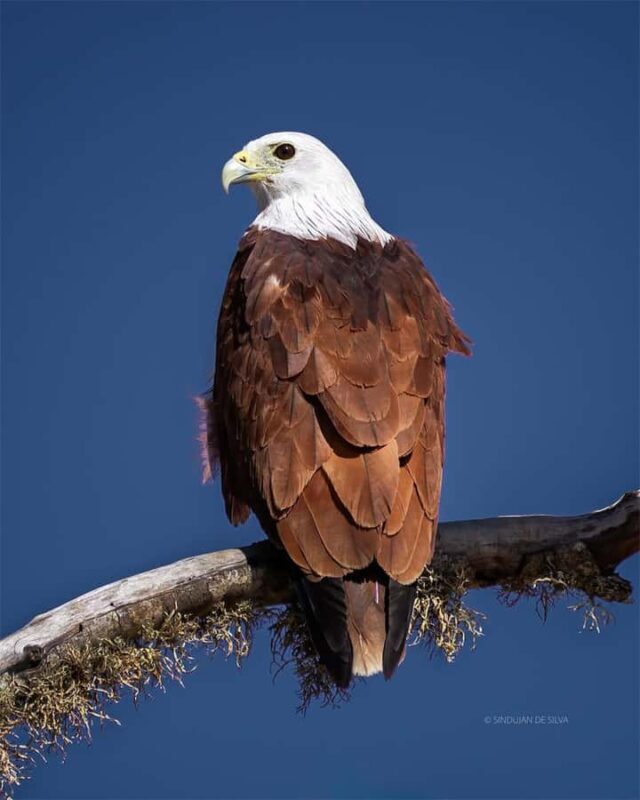 Minneriya National Park: Private Luxury Elephant Safari - FAQs