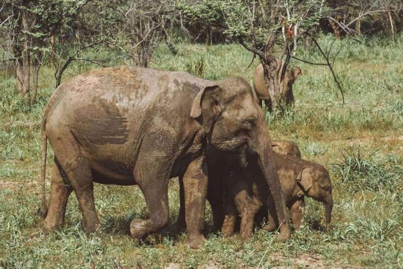 Minneriya National Park Private Luxury Elephant Safari - An In-Depth Look at the Safari Experience