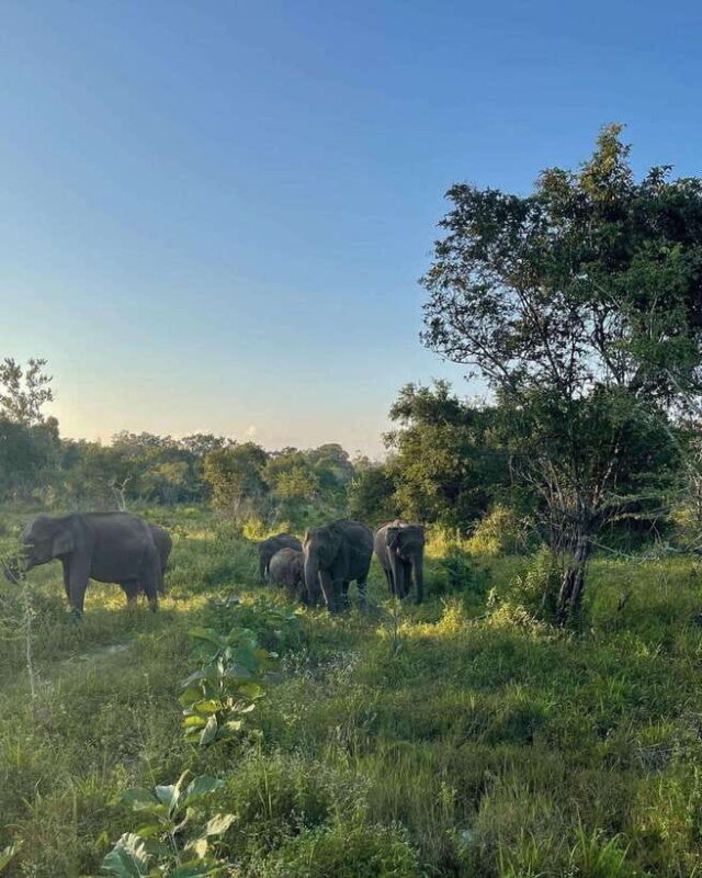 Minneriya National Park Private Luxury Elephant Safari - FAQ: Practical Questions About the Minneriya Luxury Elephant Safari