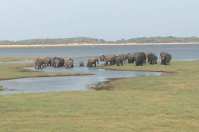 Minneriya National Park private safari - Introduction: An Authentic Wildlife Encounter in Sri Lanka
