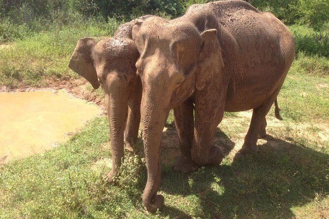 Minneriya National Park private safari - Frequently Asked Questions