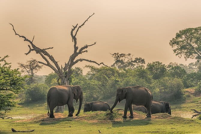 Minneriya National Park Private Safari - What to Expect During Your Minneriya Safari