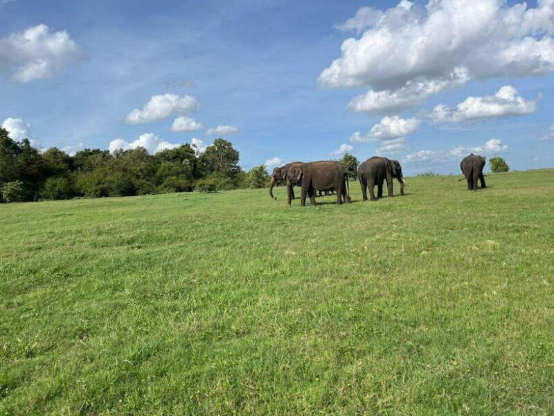Minneriya National Park : Private Safari - In-Depth Review of the Minneriya Safari Experience
