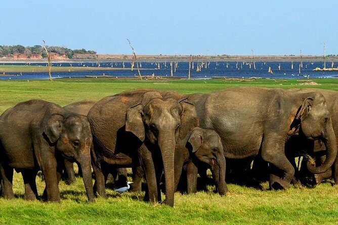 Minneriya National Park | Private Safari - An In-Depth Look at the Safari Experience