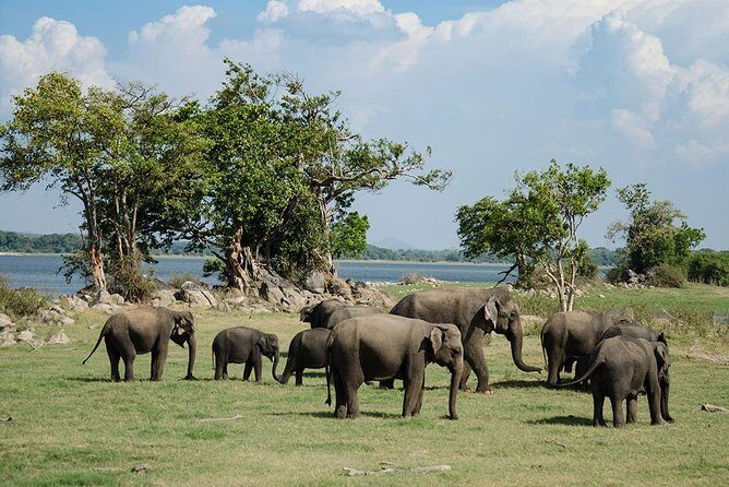 Minneriya National Park | Private Safari - The Reviews: Authentic Voices