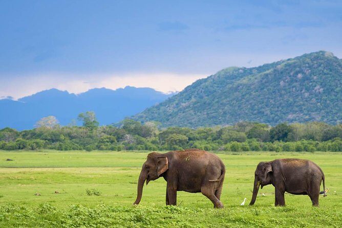 Minneriya National Park | Private Safari - Practical Details and Tips