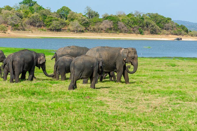 Minneriya National Park Private Safari from Habarana - Minneriya National Park Private Safari from Habarana: A Closer Look