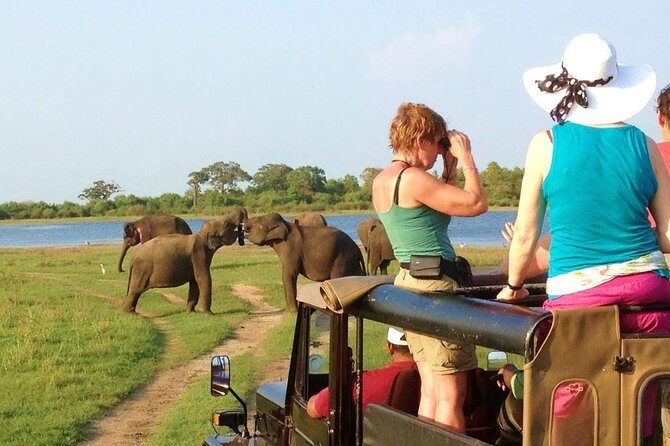 Minneriya National Park Private Safari from Habarana - Key Points