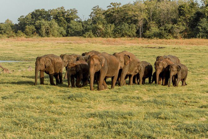 Minneriya National Park Private Safari from Habarana - The Sum Up