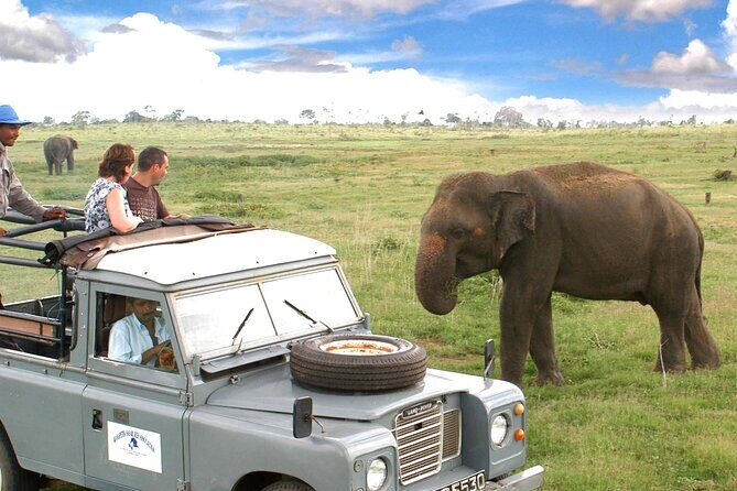 Minneriya National Park Private Safari from Habarana - Exploring Minneriya National Park Private Safari from Habarana — A Genuine Wildlife Encounter