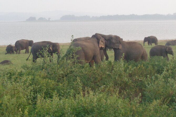Minneriya National Park Private Safari from Habarana - Final Thoughts: Is It Worth It?