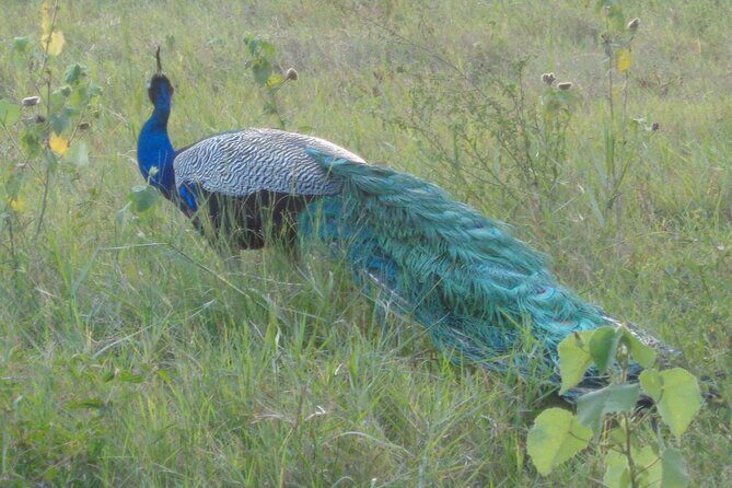 Minneriya National Park Private Safari from Habarana - In The Sum Up