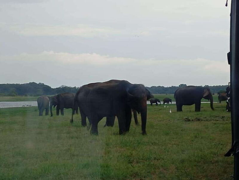 Minneriya National Park: Private Safari with Hotel Pick-up - Why This Tour Is a Good Choice