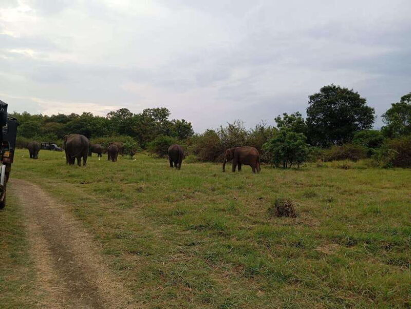 Minneriya National Park: Private Safari with Hotel Pick-up - The Sum Up: Who Is This Safari Best For?