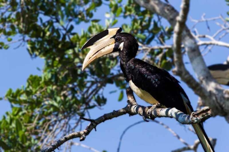 Minneriya National Park Safari by a 4x4 - Who Should Consider This Tour?