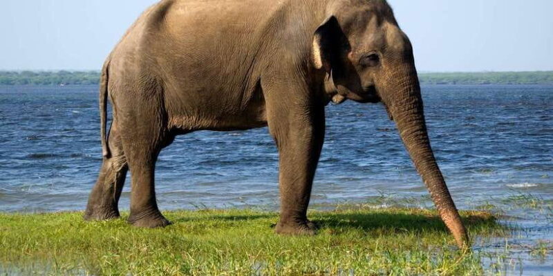 Minneriya National Park Safari by a 4x4 - Frequently Asked Questions
