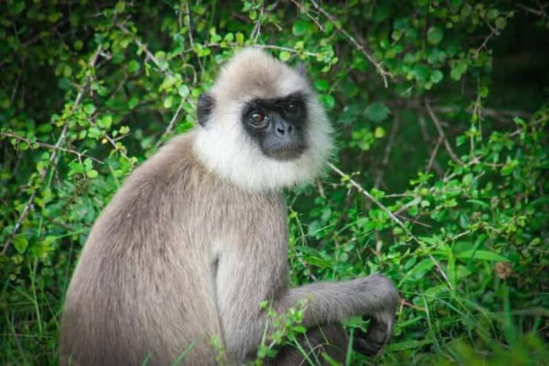 Minneriya National Park Safari: Elephants, Birds & Wildlife - Key Points