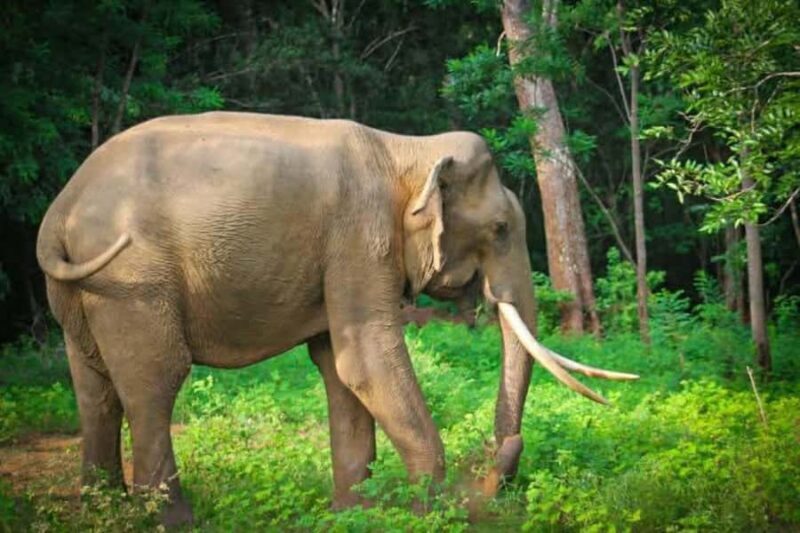 Minneriya National Park Safari: Elephants, Birds & Wildlife - A Closer Look at the Safari Experience