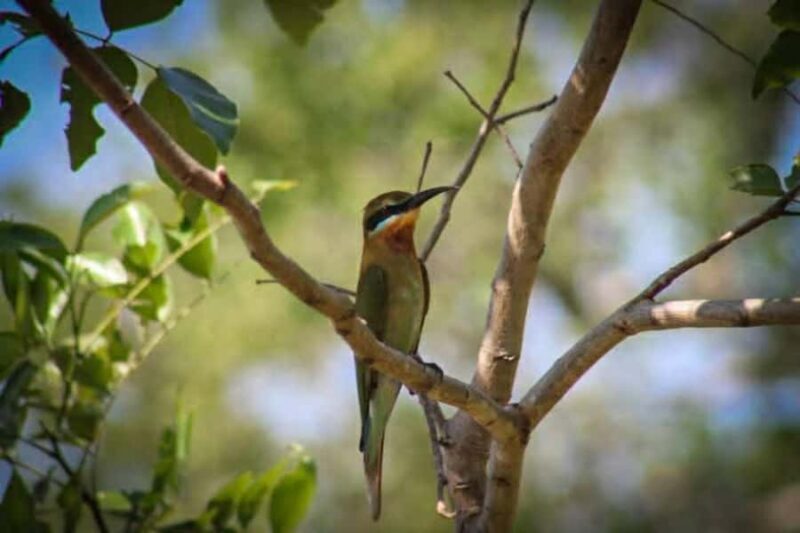 Minneriya National Park Safari: Elephants, Birds & Wildlife - The Sum Up