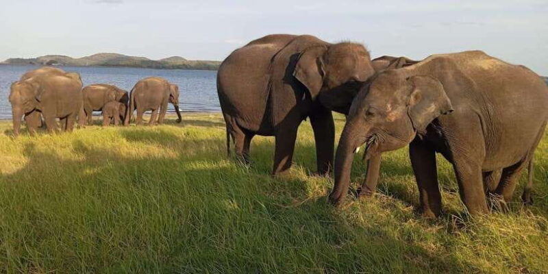 Minneriya National Park Safari - Entrance Fee Included - Key Points