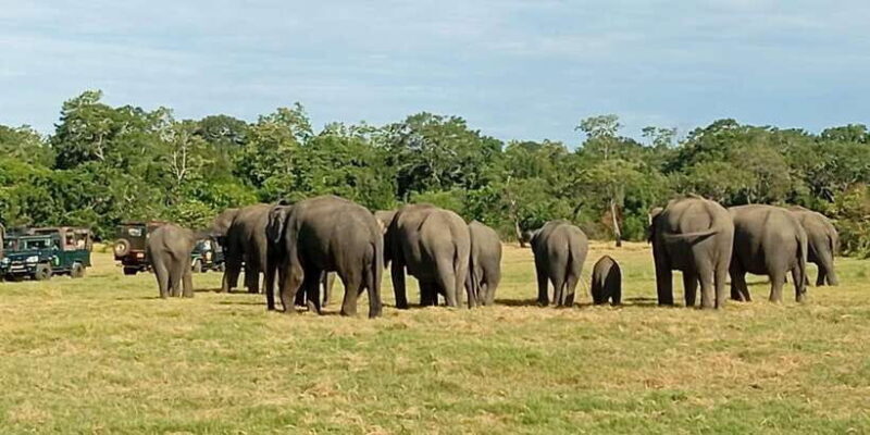 Minneriya National Park Safari - Entrance Fee Included - Authentic Experiences and Reviews