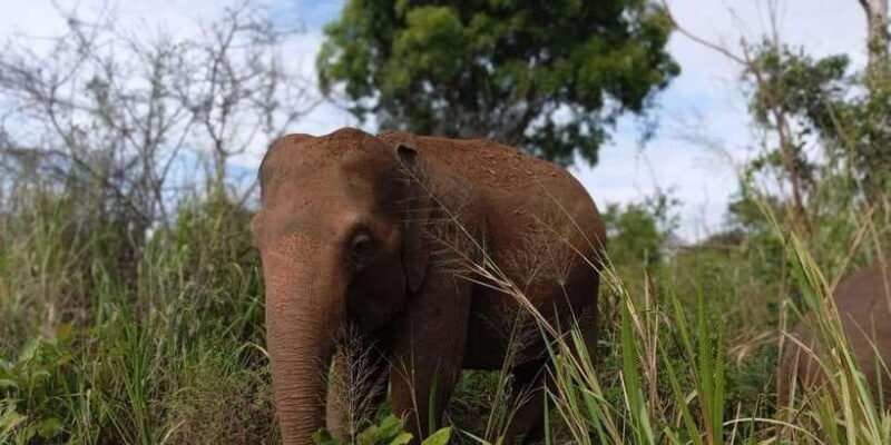 Minneriya National Park Safari - Entrance Fee Included - Who Should Consider This Tour?