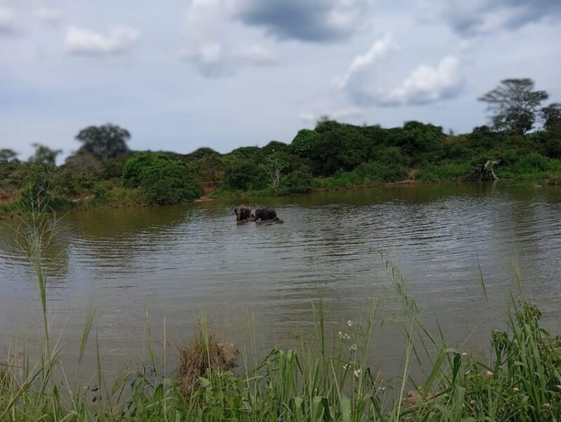 Minneriya National Park Safari - Entrance Fee Included - FAQ