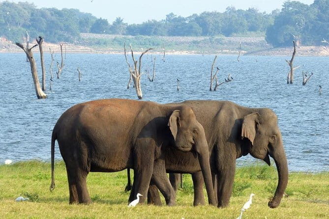 Minneriya National Park Safari from Habarana - Introduction: What This Safari Brings to Travelers