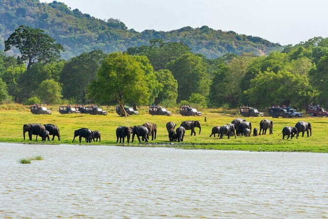 Minneriya National Park Safari from Habarana - The Real Value: Price, Duration, and What You Get