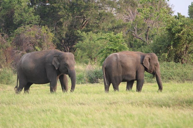 Minneriya National Park Safari from Polonnaruwa - Transportation and Logistics
