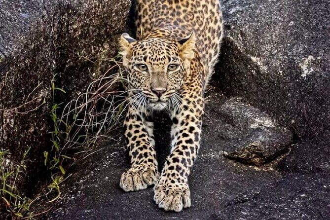 Minneriya National Park Safari from Polonnaruwa - Authentic Experiences and Reviews