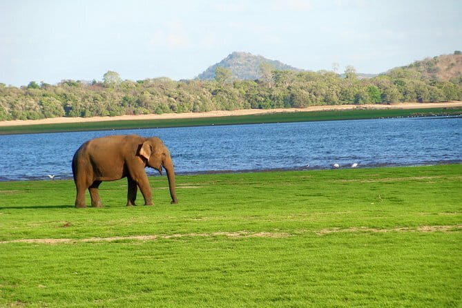 Minneriya National Park Safari from Polonnaruwa - Who Should Book This Tour?