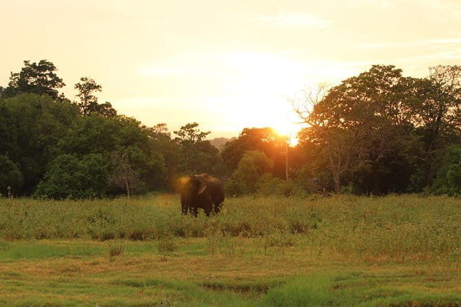 Minneriya National Park Safari from Polonnaruwa - FAQs