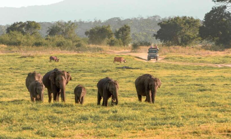 Minneriya National Park Safari from Sigiriya (Private Group) - Key Points