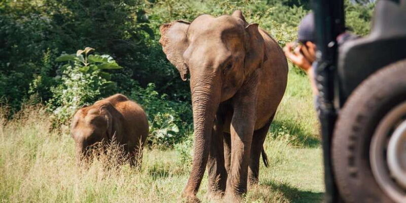 Minneriya National Park Safari in a 4x4 - Final Thoughts