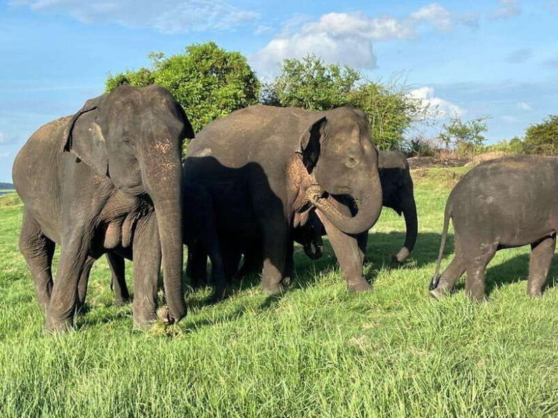 Minneriya National Park : Safari Jeep with Tickets - Key Points