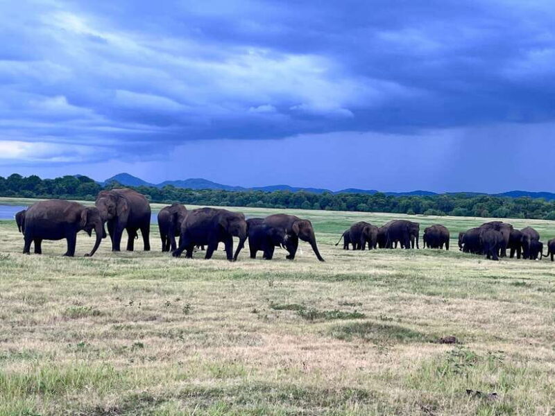 Minneriya National Park : Safari Jeep with Tickets - Who Should Consider This Tour?