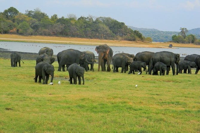Minneriya National Park Safari | Jeep with Tickets - Key Points