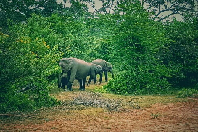 Minneriya National Park Safari | Jeep with Tickets - A Closer Look at the Minneriya Safari Experience