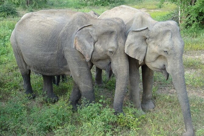 Minneriya National Park Safari | Jeep with Tickets - Final Words