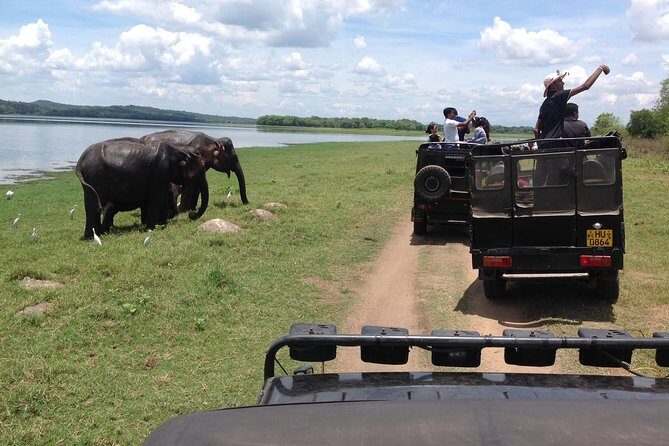 Minneriya National Park Safari Tour From Dambulla or Polonnaruwa - Key Points