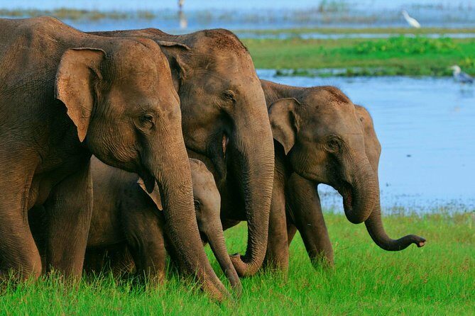 Minneriya National Park Safari Tour From Dambulla or Polonnaruwa - The Itinerary and What to Expect