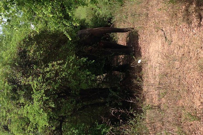 Minneriya National Park Safari Tour From Dambulla or Polonnaruwa - Who Is This Tour Best Suited For?