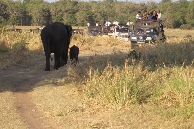 Minneriya national park safari with jeep From Colombo - What the Tour Involves: A Deep Dive into the Experience
