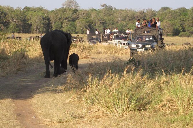 Minneriya national park safari with jeep From Kandy - Why Choose the Minneriya National Park Safari from Kandy?
