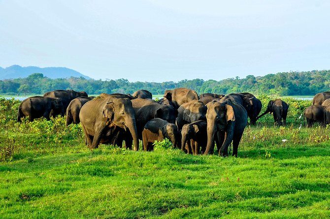 Minneriya national park safari with jeep From Kandy - What to Expect and What Not to Expect