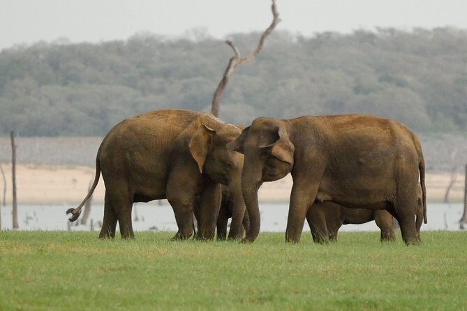Minneriya national park safari with jeep From Kandy - Final Thoughts