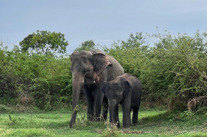 Minneriya National Park Shared 4WD Adventure - Final Thoughts: Why Consider Booking?